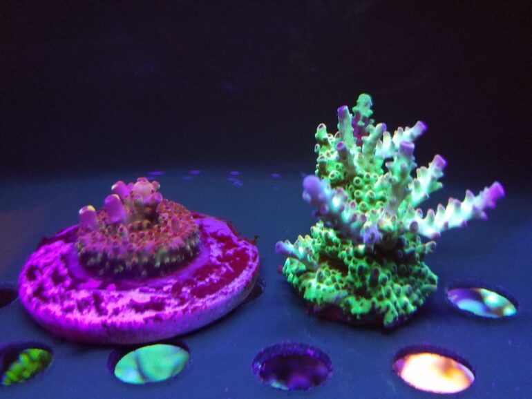 Coral Frag Garden Maintenance | Reef Builders | The Reef and Saltwater ...