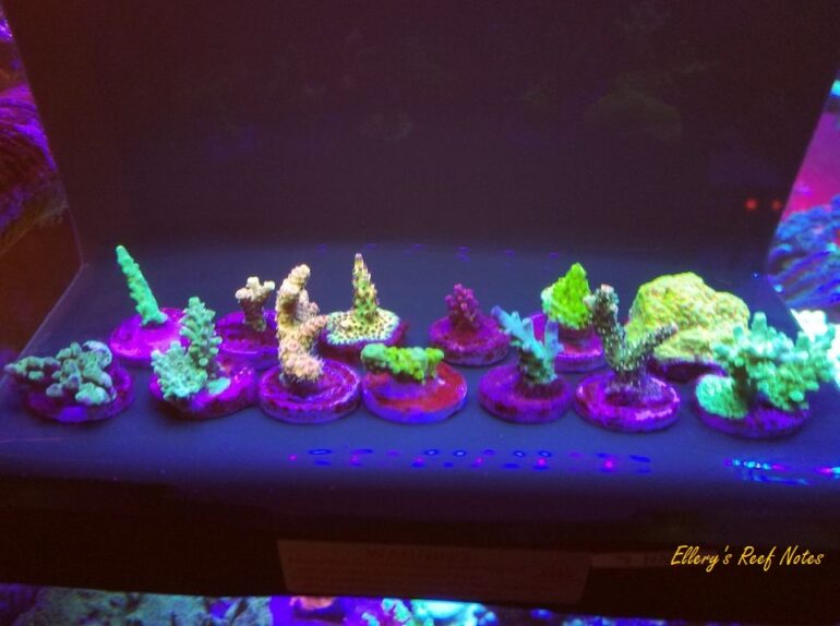 Coral Frag Garden Maintenance | Reef Builders | The Reef and Saltwater ...