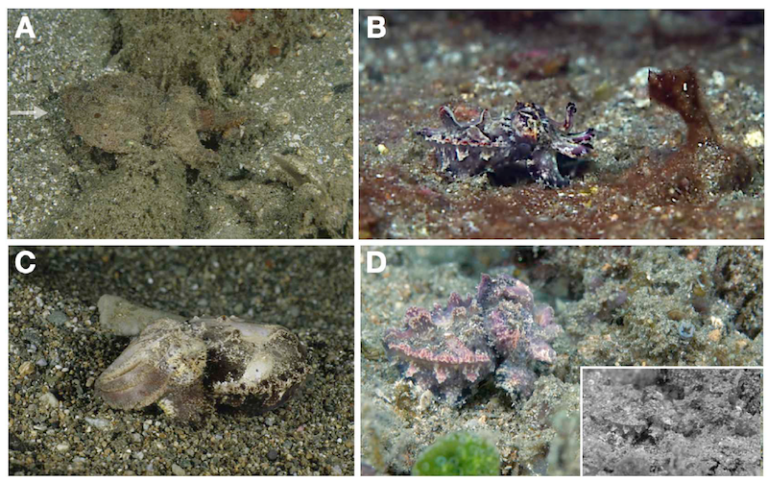 Flamboyant Cuttlefish Spend Most Of Their Time Blending In With The ...