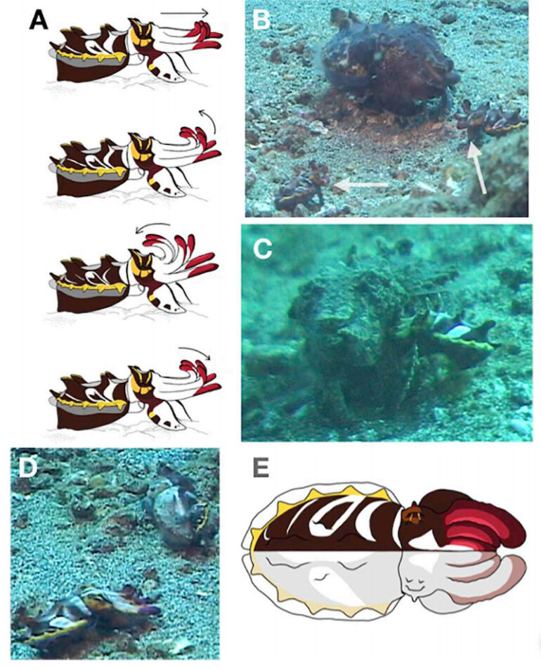Flamboyant Cuttlefish Spend Most Of Their Time Blending In With The ...