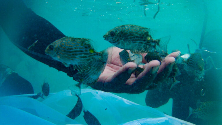 Biota Now Shipping Captive Bred Animals Direct To Consumer | Reef ...