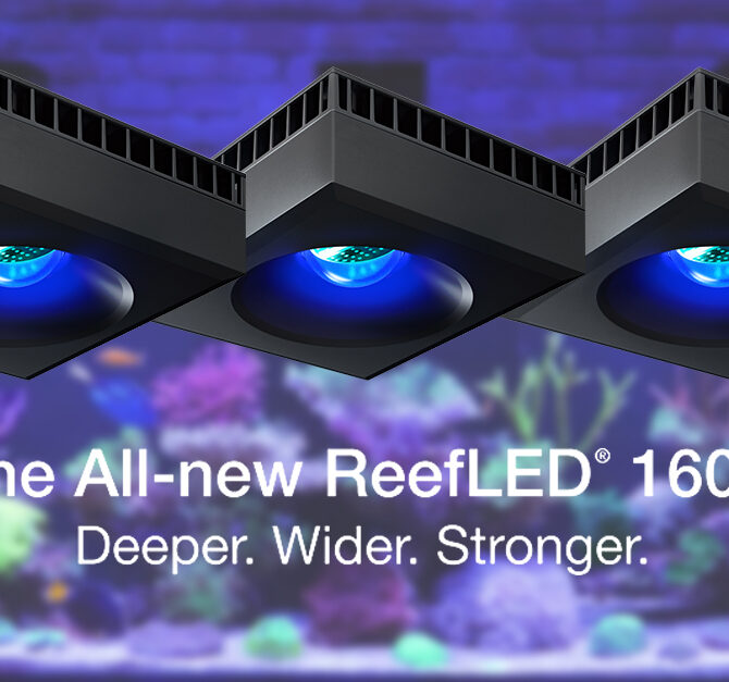 Large magnetic frag shelves from Alternative Reef are pretty cool ...