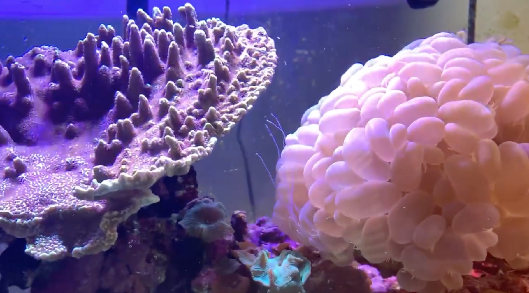 Get A Jumpstart To Reef Keeping By Adopting An Old Aquarium | Reef ...
