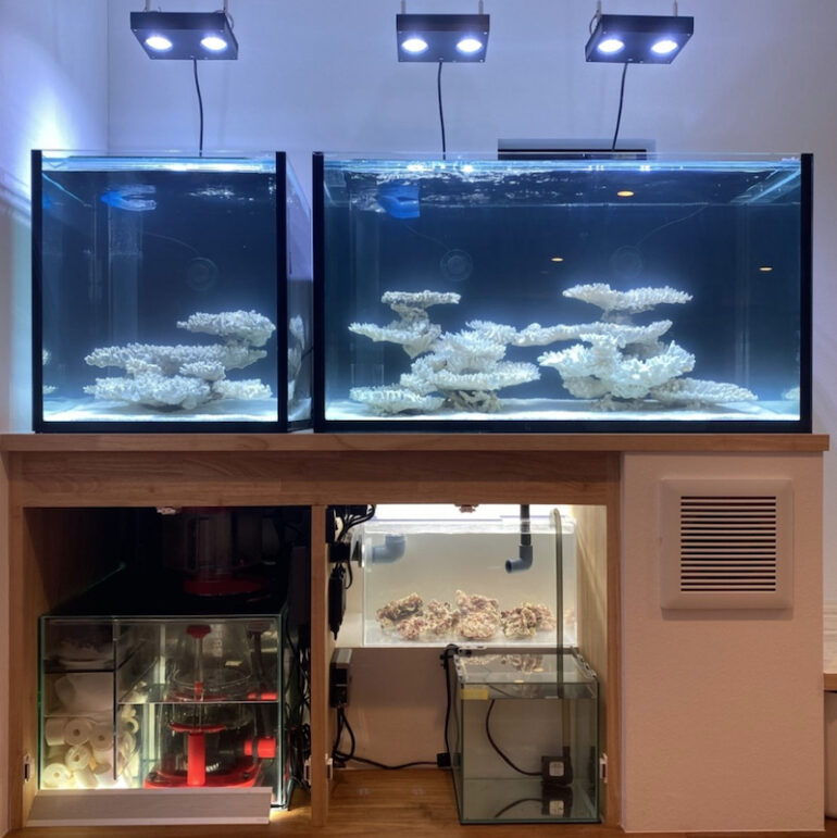 Takaki’s Japanese ‘Nature Aquarium’ Style Reef Tank | Reef Builders ...