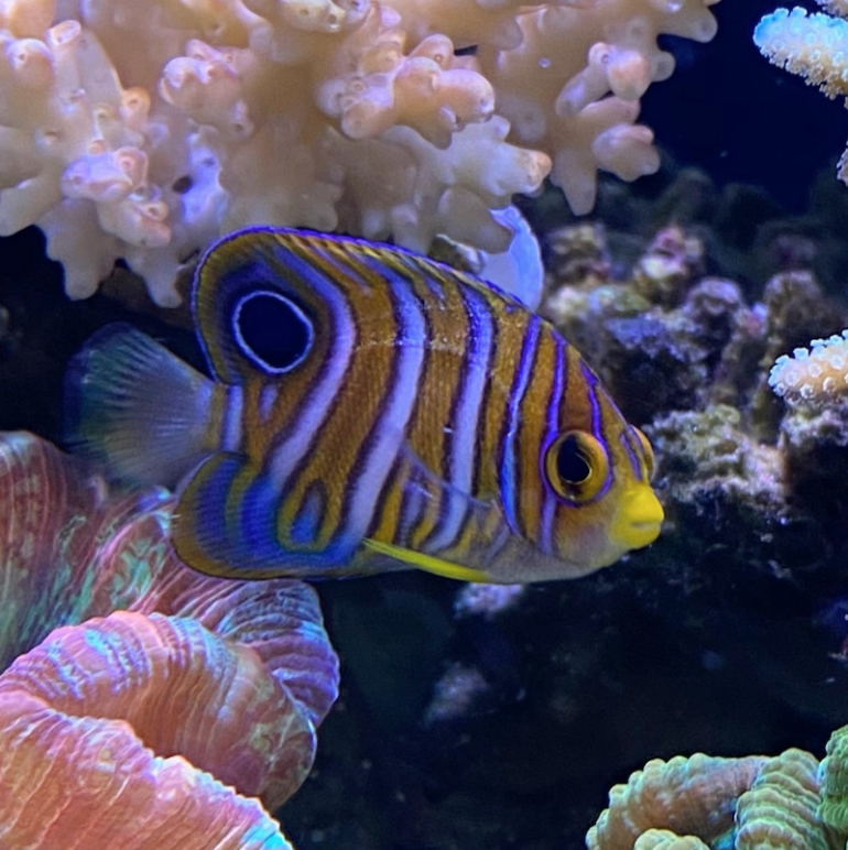 Takaki’s Japanese ‘Nature Aquarium’ Style Reef Tank | Reef Builders ...