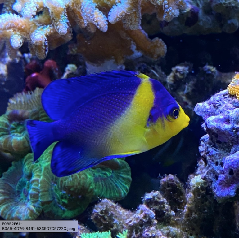 Takaki’s Japanese ‘Nature Aquarium’ Style Reef Tank | Reef Builders ...