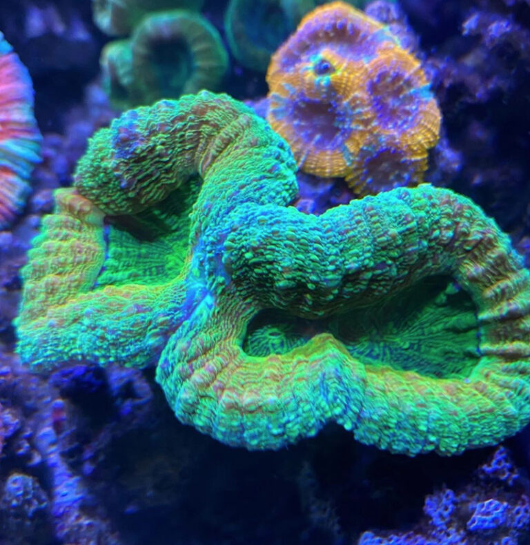 Takaki’s Japanese ‘Nature Aquarium’ Style Reef Tank | Reef Builders ...