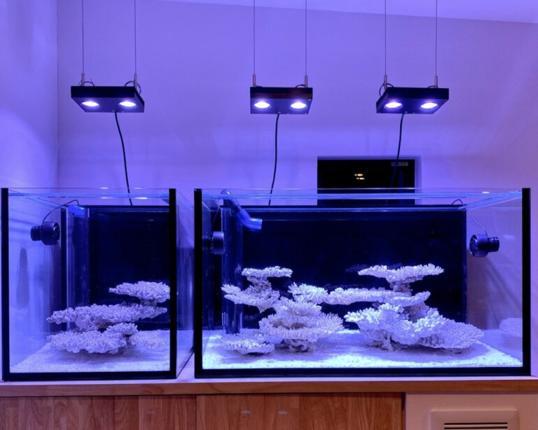 Takaki’s Japanese ‘Nature Aquarium’ Style Reef Tank | Reef Builders ...