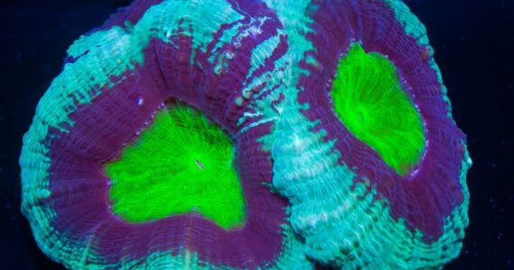 Tunze Coral Flex adhesive offers strong hold, flexibility | Reef ...