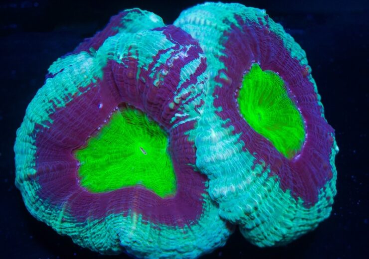 Aquarium Coral Identification at Aiden Ligar blog