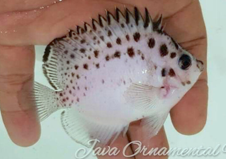 Tag: paracentropyge | Reef Builders | The Reef and Saltwater Aquarium Blog