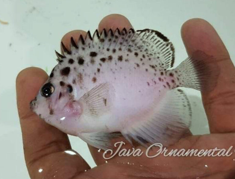 Ghostly Multibar Angelfish is a One of a Kind Mutation | Reef Builders ...