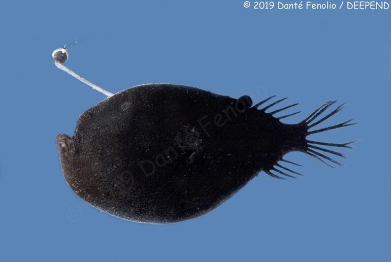 Deep Sea Fish Tricks - Ultrablack Color and Fusion Mating | Reef ...