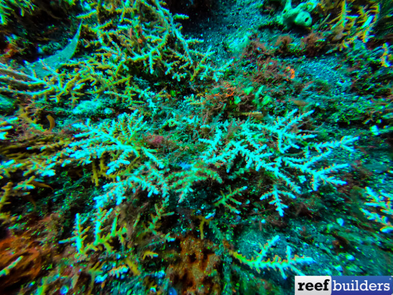 Acropora russelli, the Ultimate LOW Light, Deep Water Plating Acro ...