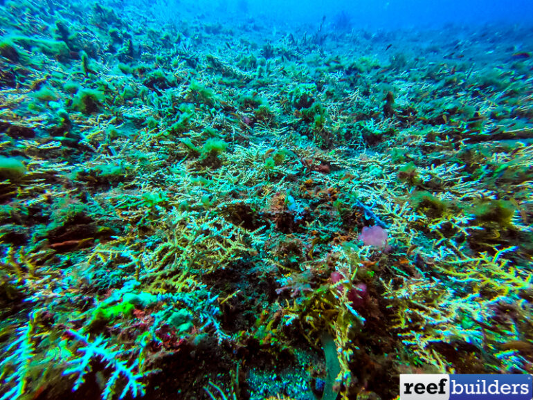 Acropora russelli, the Ultimate LOW Light, Deep Water Plating Acro ...