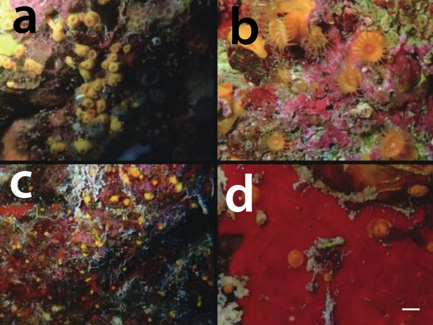 Parazoanthus atlanticus is a new species of Yellow Polyp from the Dutch ...