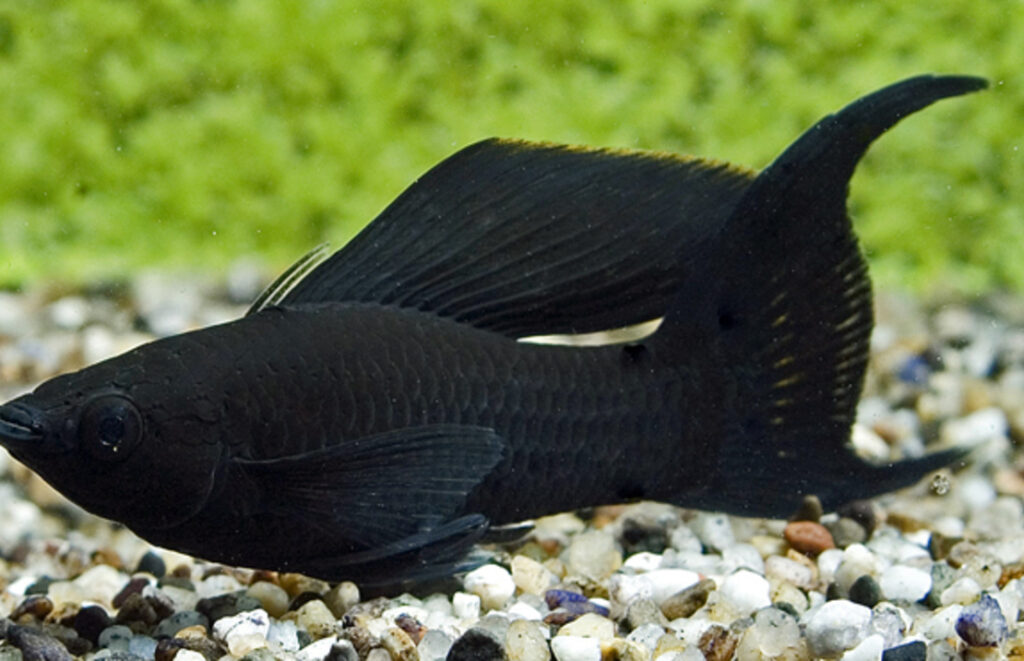 Top 10 Benefits of Keeping Mollies in a Saltwater Tank | Reef Builders ...