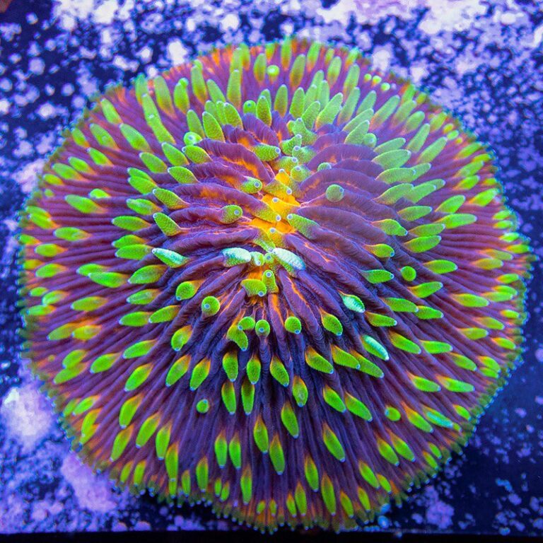 Firewoks Cycloseris is a Disc Coral to Remember | Reef Builders | The ...