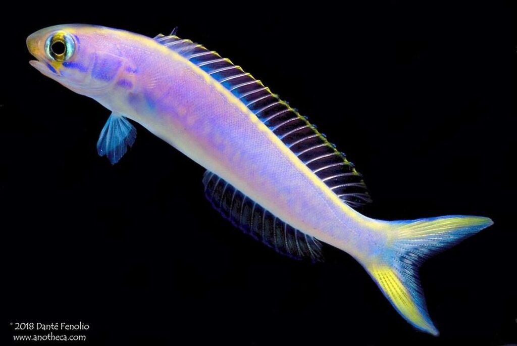 Flashing Tilefish’s Color Changing Skin is Unique in the Animal World ...
