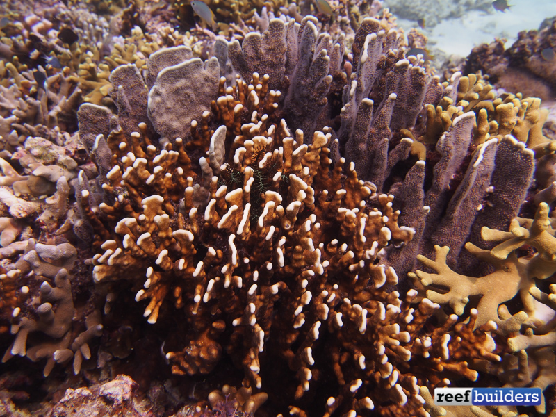 ‘Branching’ Blue Ridge Coral More Widespread than Previously Known ...