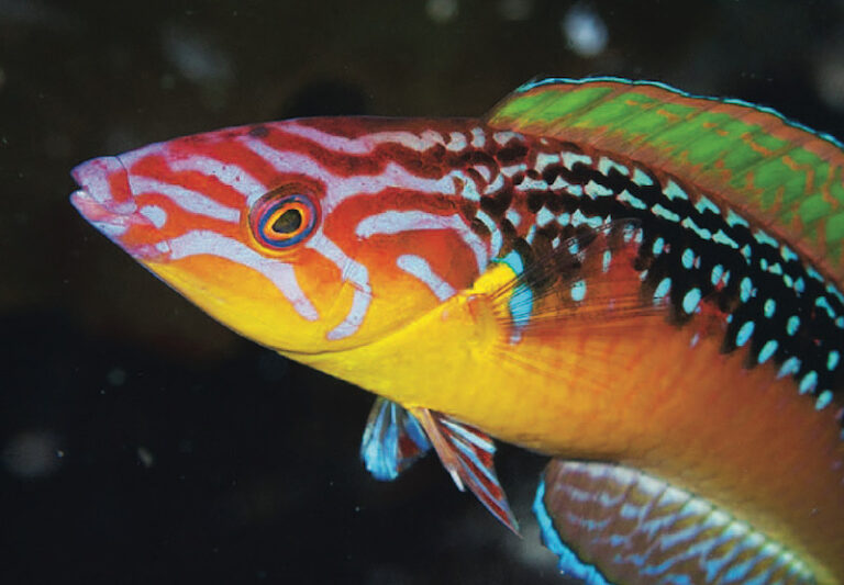 Pseudojuloides crux & P. paradiseus, Two New Species of Pencil Wrasses ...