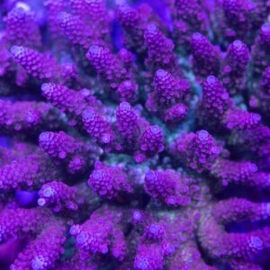 Reef Trigger Built an Impressive Modern Japanese Style Reef Aquarium ...