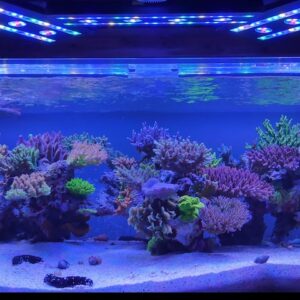 Reef Trigger Built an Impressive Modern Japanese Style Reef Aquarium ...