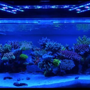 Reef Trigger Built an Impressive Modern Japanese Style Reef Aquarium ...