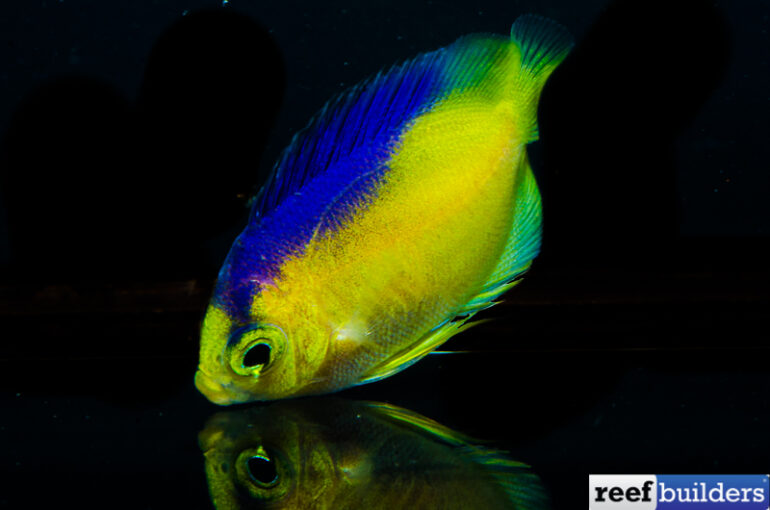 Bali Aquarich breed Colin’s Angelfish! | Reef Builders | The Reef and ...