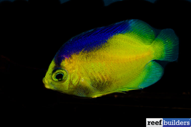 Bali Aquarich breed Colin’s Angelfish! | Reef Builders | The Reef and ...