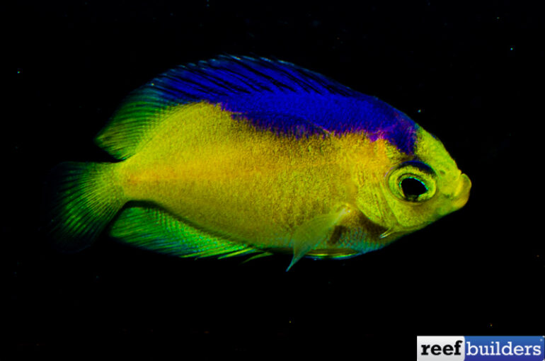 Bali Aquarich breed Colin’s Angelfish! | Reef Builders | The Reef and ...
