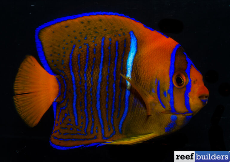 Bali Aquarich Hybrid Clarion with Passer Angelfish is a Fish to ...