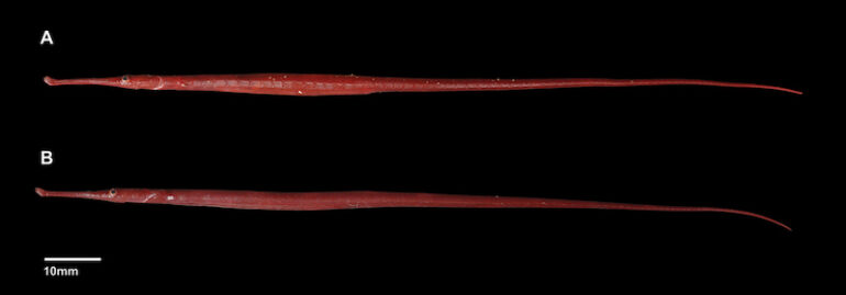 Stigmatopora harastii, a New Species of Red Pipefish from Botany Bay ...