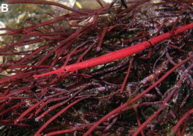 Stigmatopora harastii, a New Species of Red Pipefish from Botany Bay ...