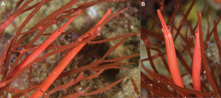Stigmatopora harastii, a New Species of Red Pipefish from Botany Bay ...