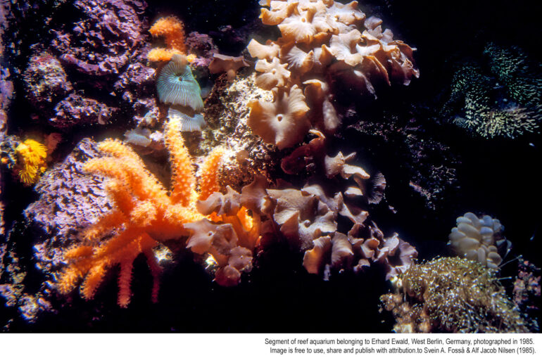 Time Capsule of German Mini Reef Aquariums from 1985 | Reef Builders ...