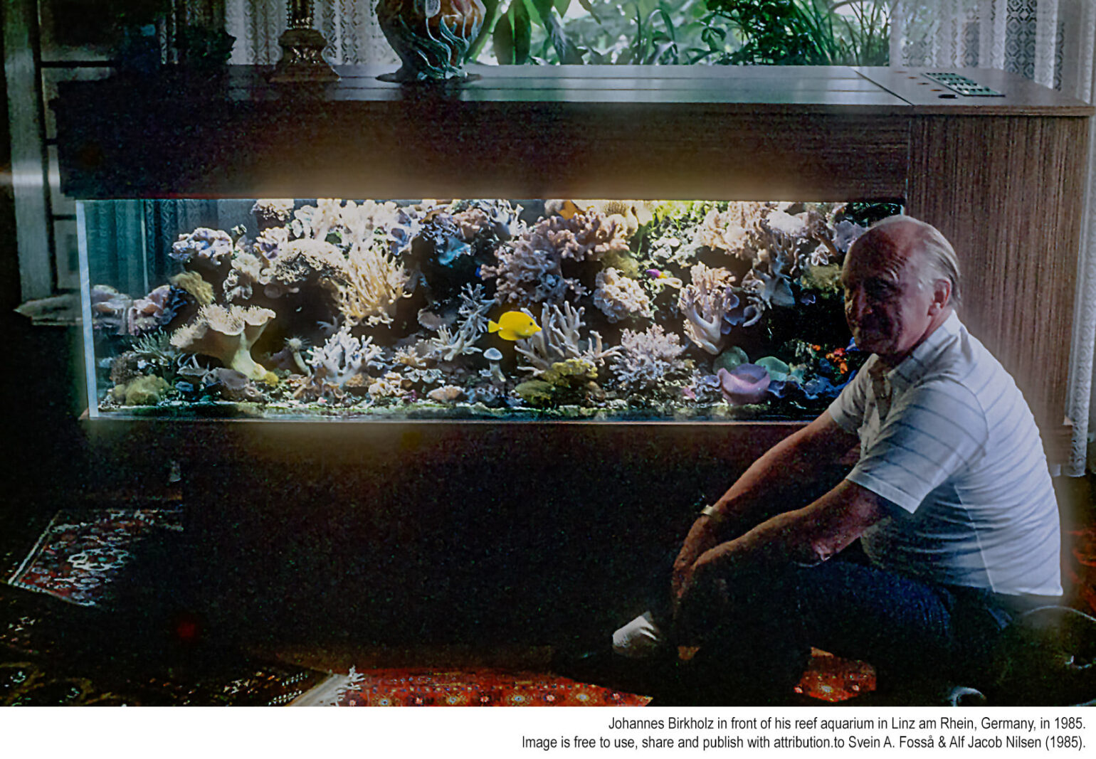 Time Capsule of German Mini Reef Aquariums from 1985 | Reef Builders ...