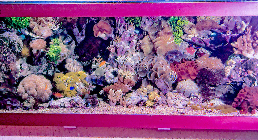 Time Capsule of German Mini Reef Aquariums from 1985 | Reef Builders ...