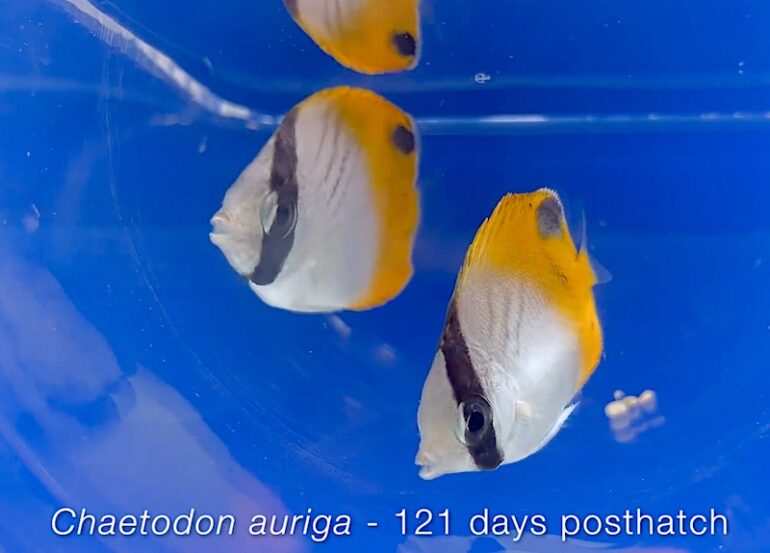 Auriga Butterflyfish Successfully Cultured by Frank Baensch | Reef ...
