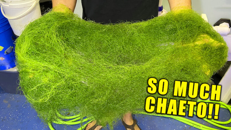 Chaetomorpha Strains are Much More Different Than We Ever Knew | Reef ...