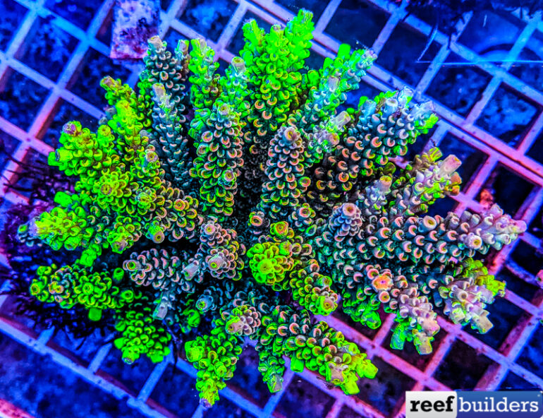 Indonesian Acropora tenuis has been renamed Acropora bifaria | Reef Builders | The Reef and ...
