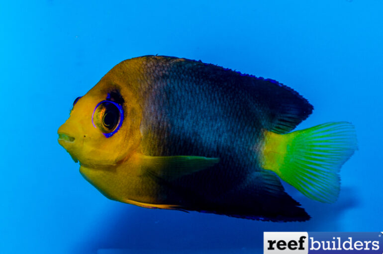 Bali Aquarich Creates Two New hybrid Angelfish! | Reef Builders | The ...