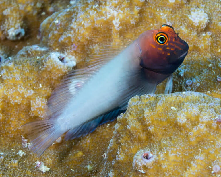 Four New Species of Blennies Officially Described | Reef Builders | The ...