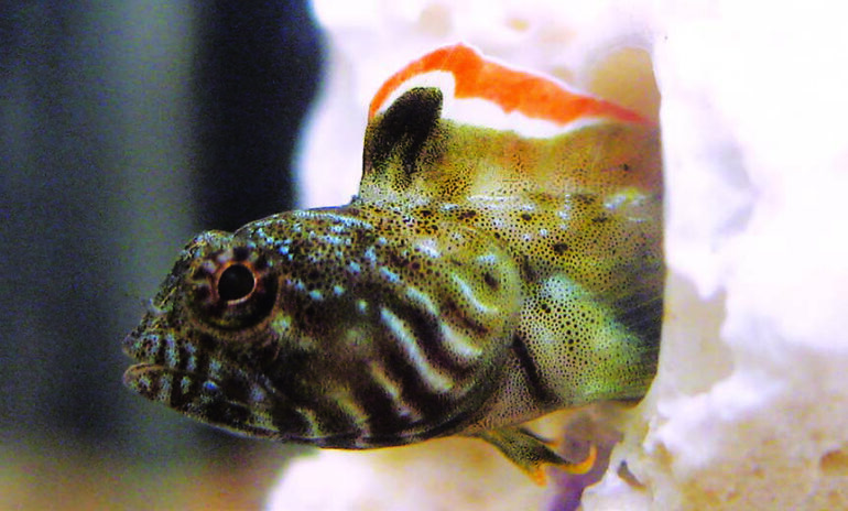 Four New Species of Blennies Officially Described | Reef Builders | The ...