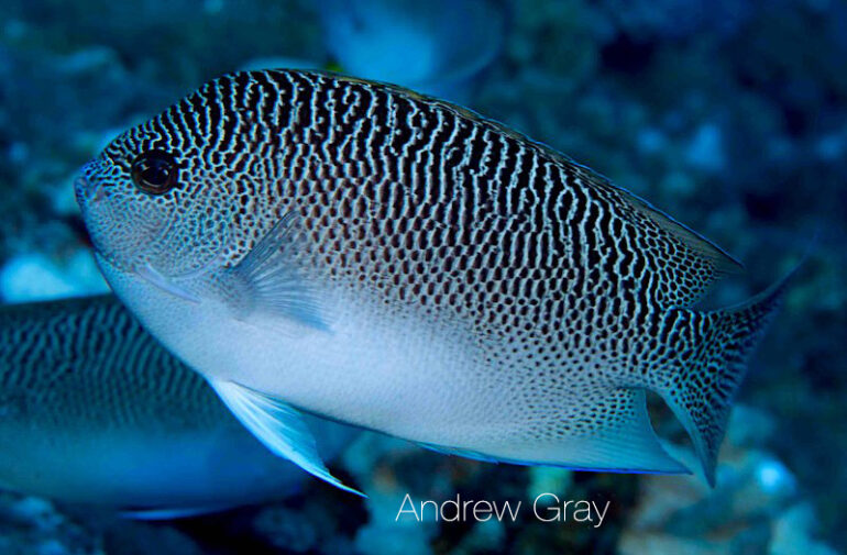 Genicanthus takeuchii Angelfish Redux | Reef Builders | The Reef and ...