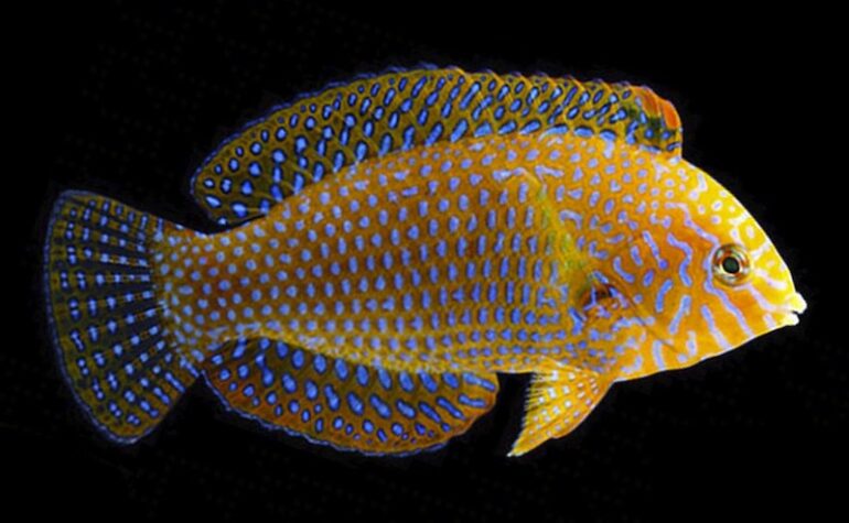 Top 10 Classic Hawaiian Aquarium Fish | Reef Builders | The Reef and ...