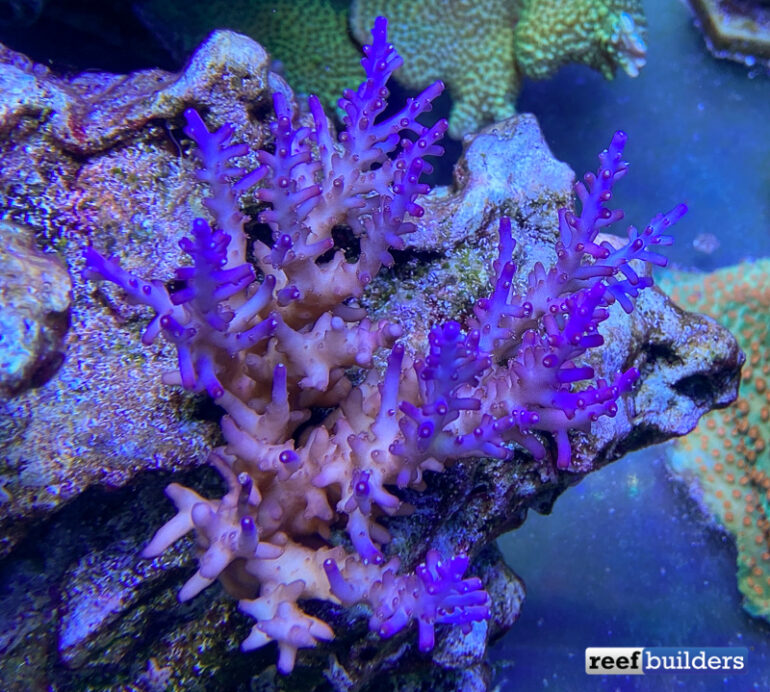 Corals & Clams Can Only Look Blue Under Daylight Spectrum | Reef ...