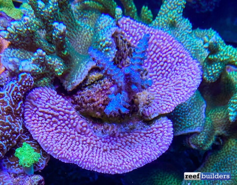 Corals & Clams Can Only Look Blue Under Daylight Spectrum | Reef ...
