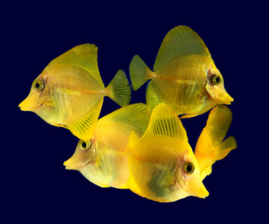 Yellow Tang Reaches Astounding New Market Price | Reef Builders | The ...