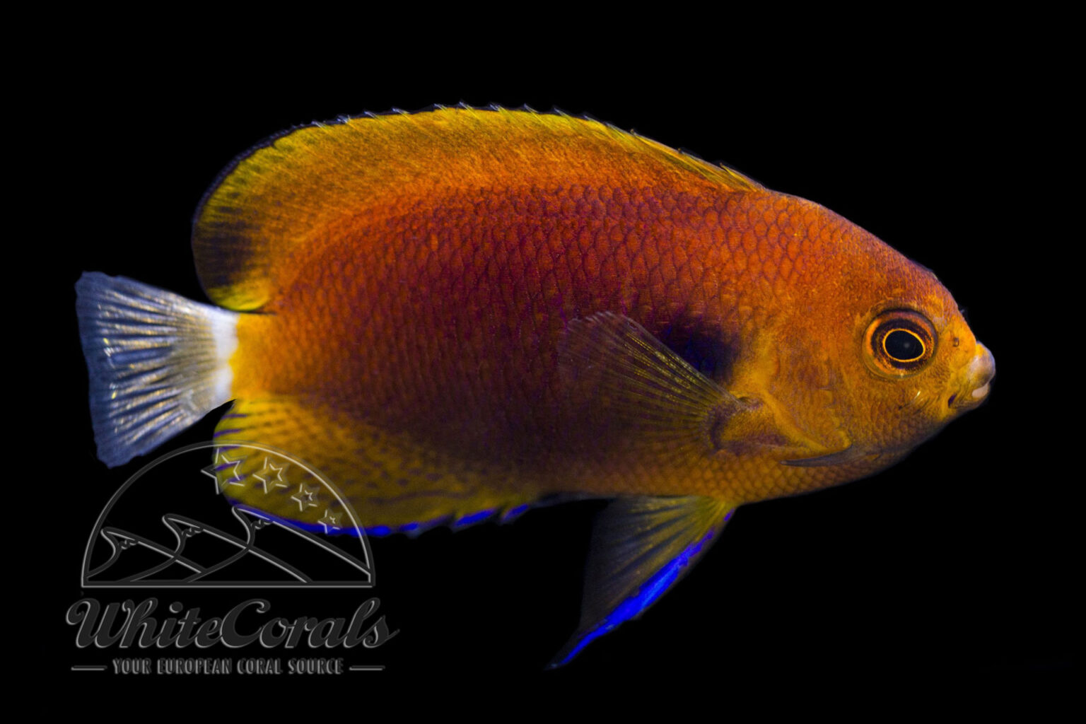 Top 10 Classic Hawaiian Aquarium Fish | Reef Builders | The Reef and ...